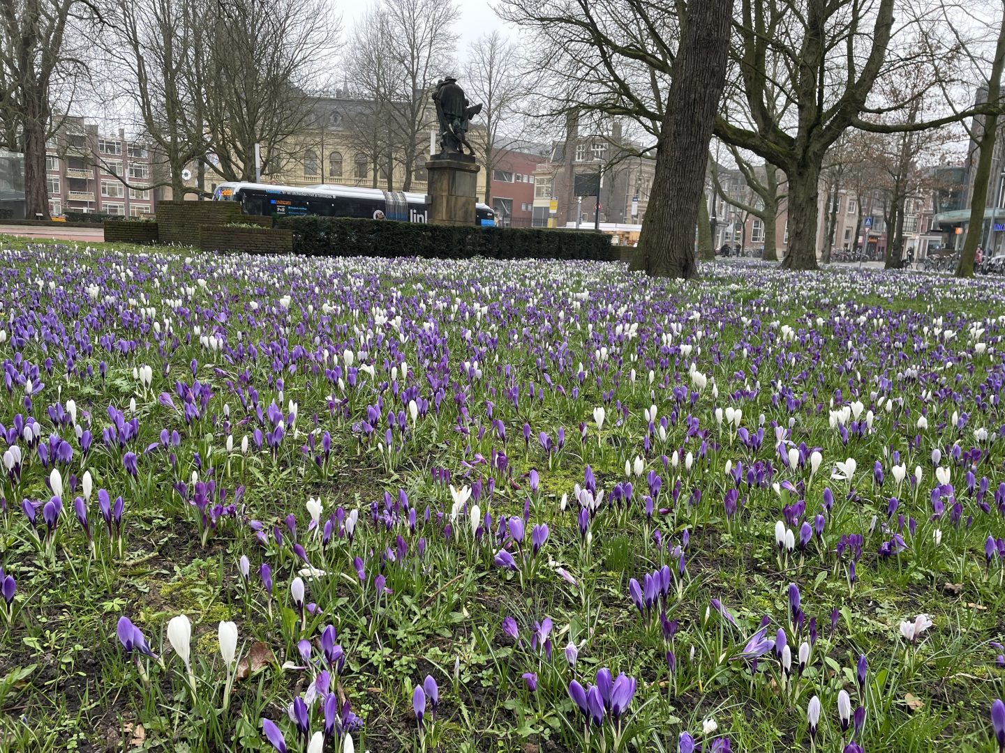Uitbundig bloeien de krokussen in Groningen