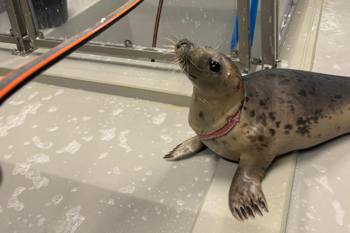 Opnieuw ernstig verstrikte zeehond in Zeehondencentrum
